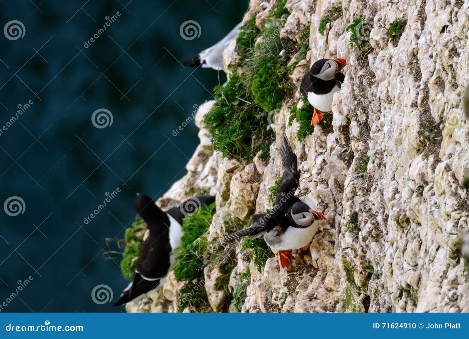 Atlantic Puffins Perched on the Cliff Stock Photo - Image of perched ...