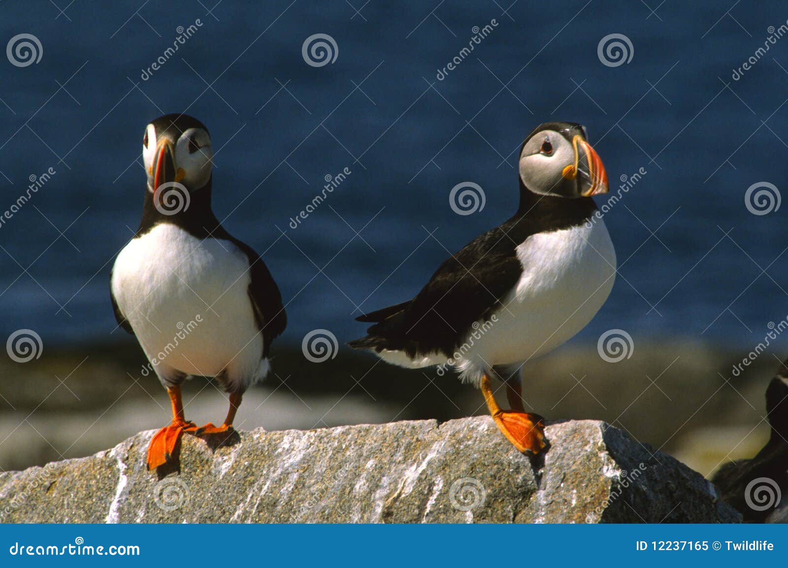 Atlantic Puffins on Rock stock image. Image of ocean - 12237165