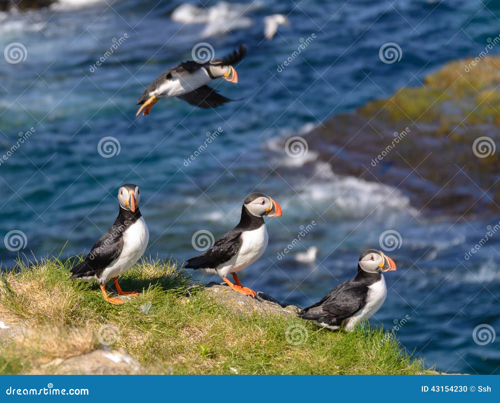 Atlantic puffins stock photo. Image of feet, bird, animal - 43154230