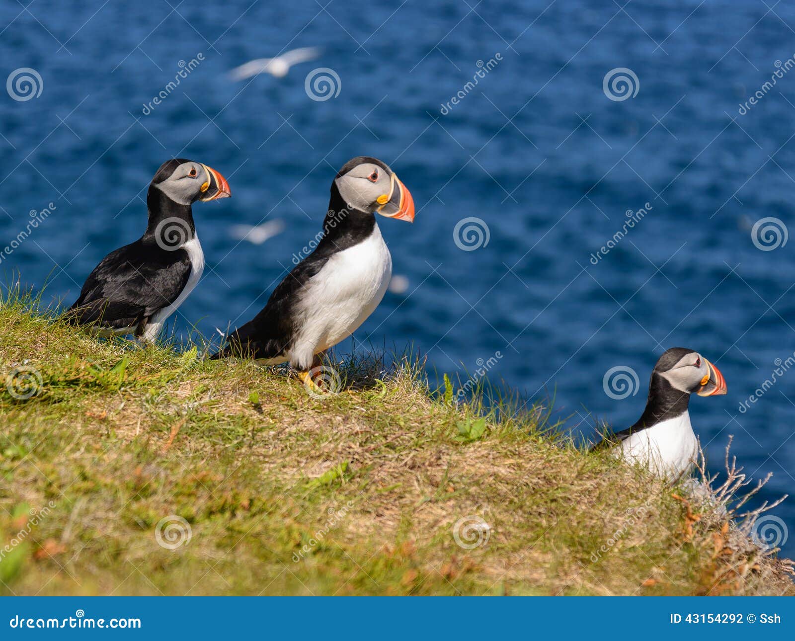Atlantic Puffins On Top Of Their Nesting Burrows On A Dusty Clifftop ...