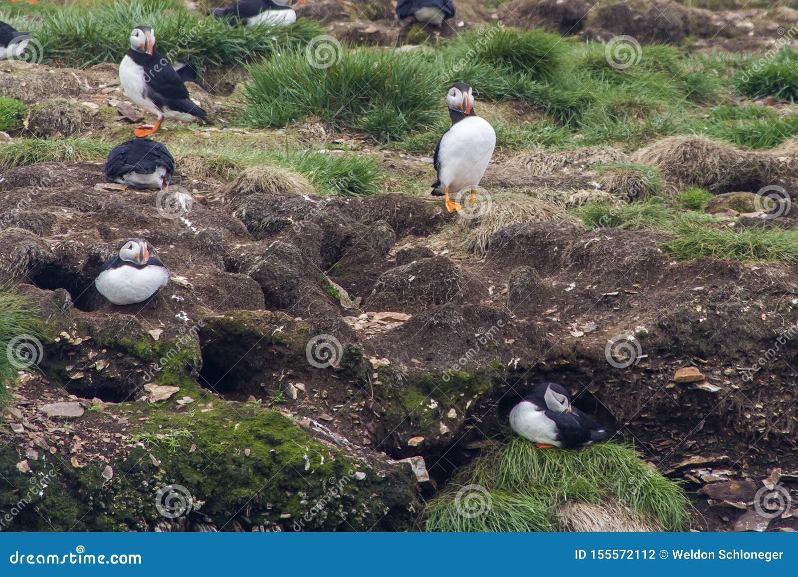 Atlantic Puffins and Their Burrows, Newfoundland Stock Photo - Image of ...