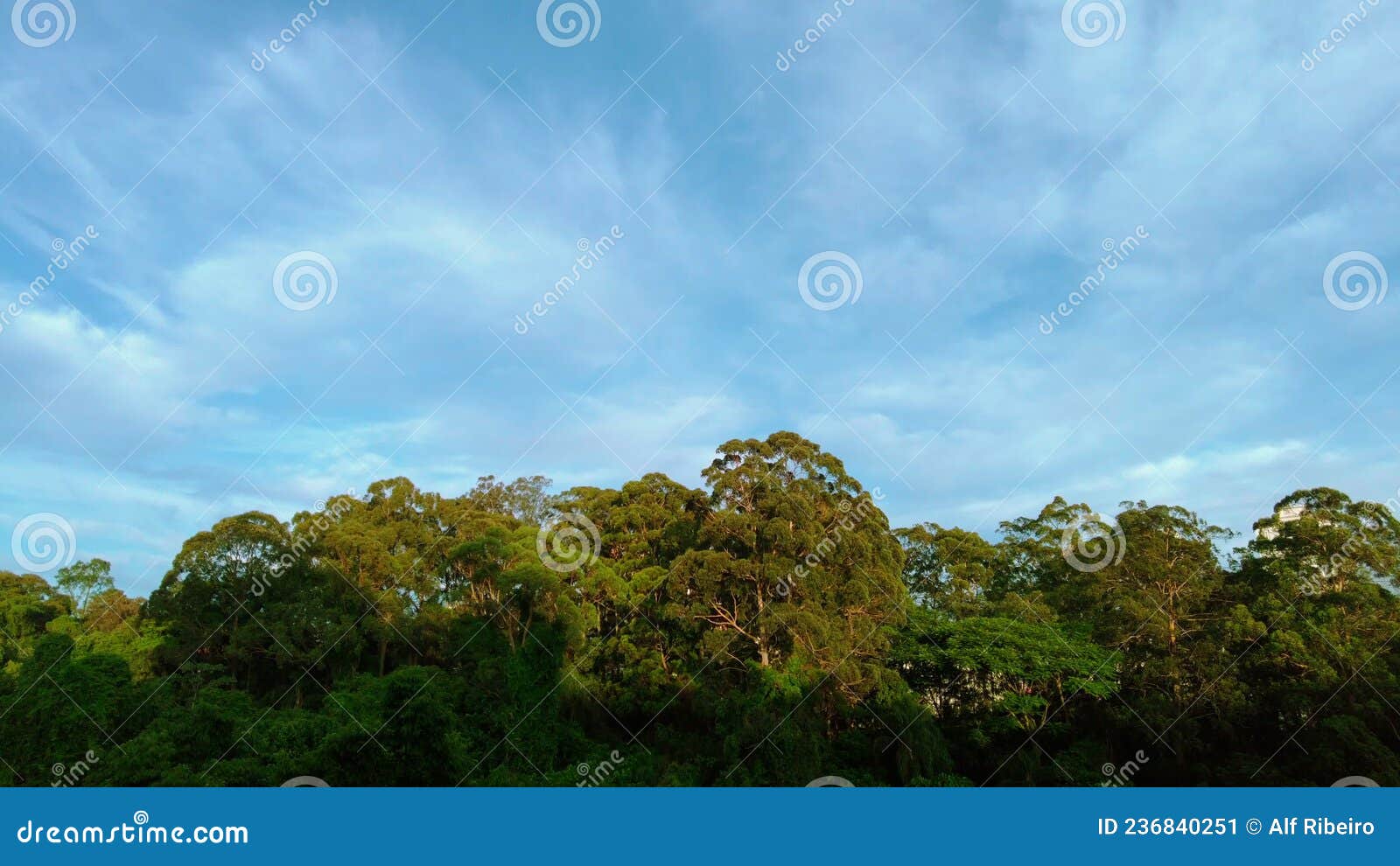 Atlantic Rainforest and Blue Sky with Clouds Stock Video - Video of ...