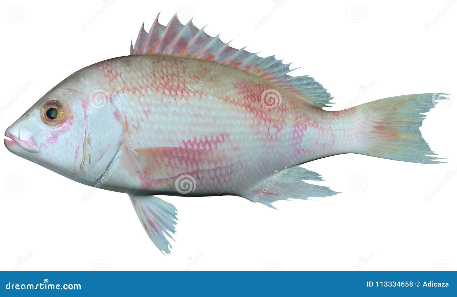 Atlantic Red Snapper stock photo. Image of fresh, backgroundnd - 113334658