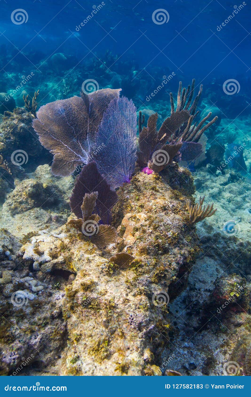 Atlantic reef stock image. Image of colorful, blue, life - 127582183