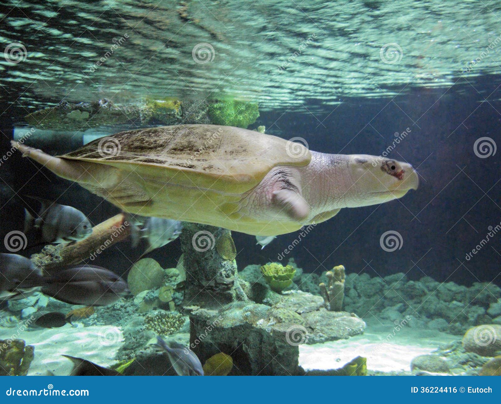 Atlantic Ridley Sea Turtle stock photo. Image of carapace - 36224416