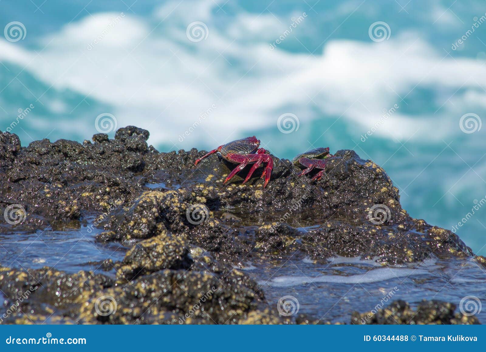Atlantic Rock Crabs Grapsus Adscensionis on Wet Rocks Stock Photo ...