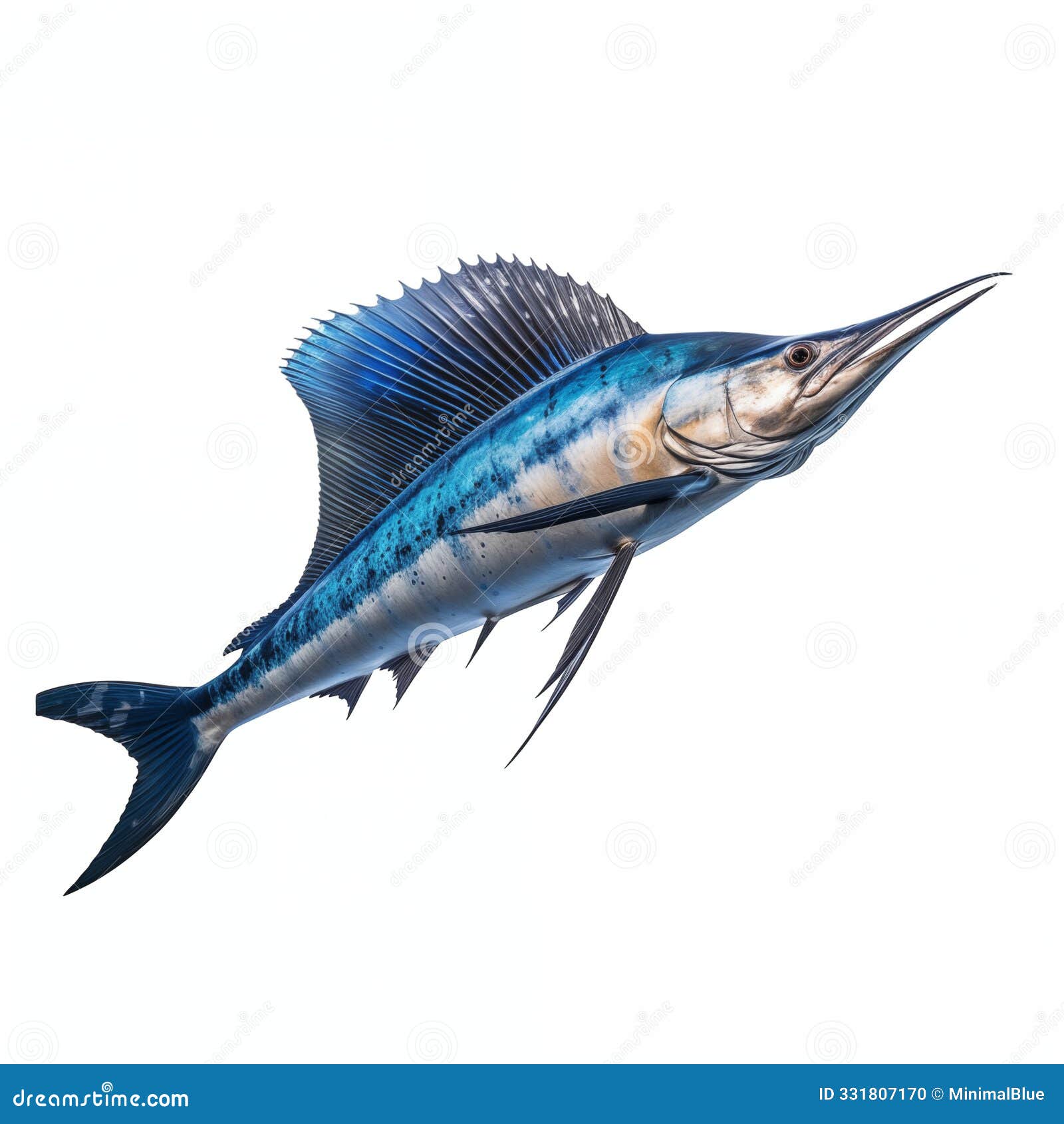 Atlantic Sailfish with Blue and Silver Markings Isolated on White ...