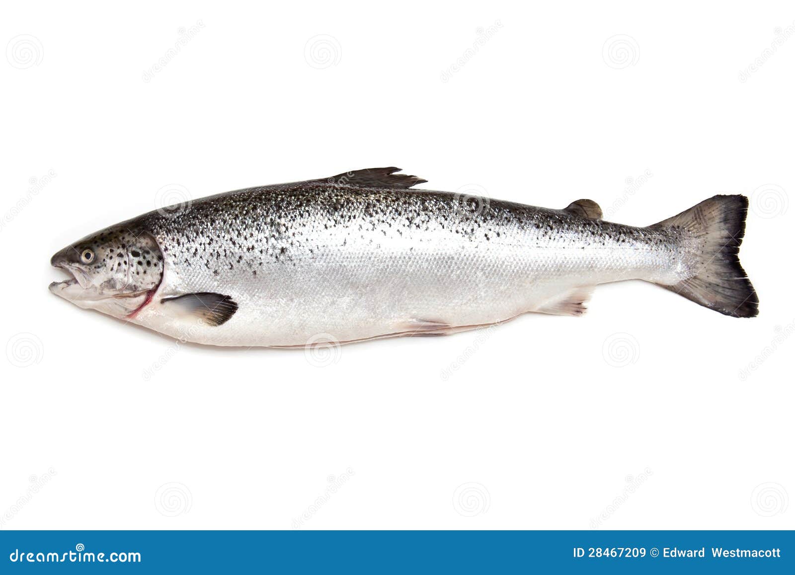 Atlantic Salmon fish stock image. Image of white, seafood - 28467209