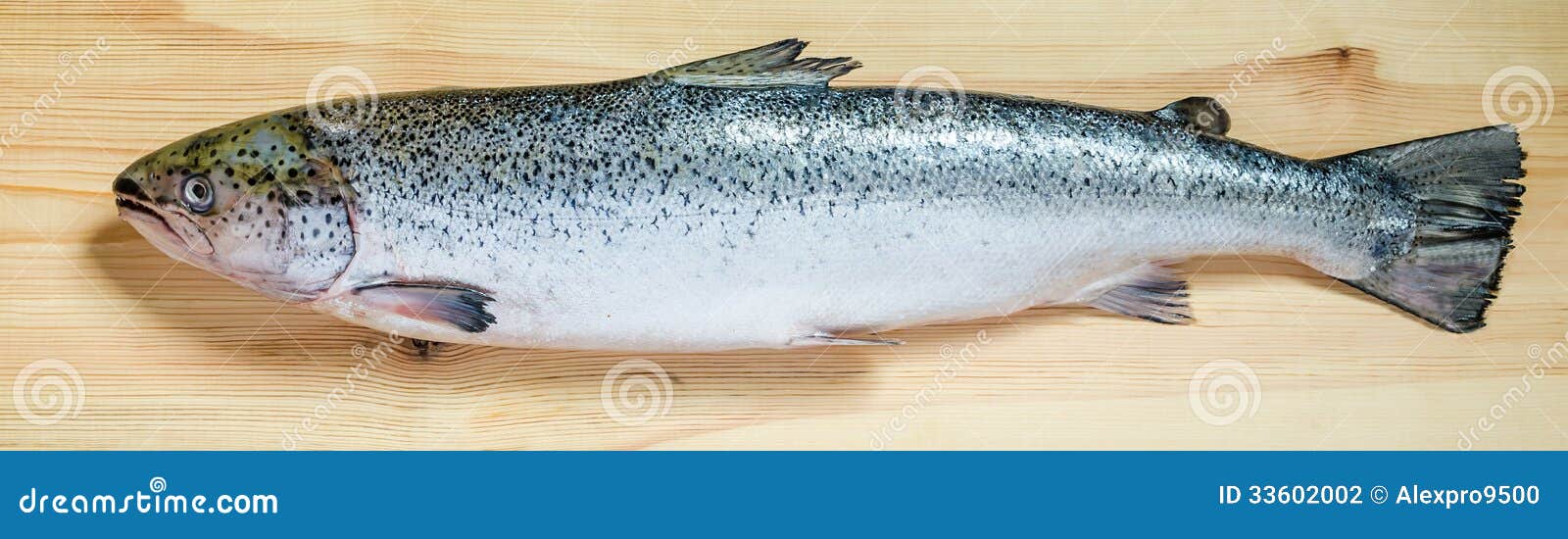 Atlantic Salmon stock photo. Image of healthy, spice - 33602002