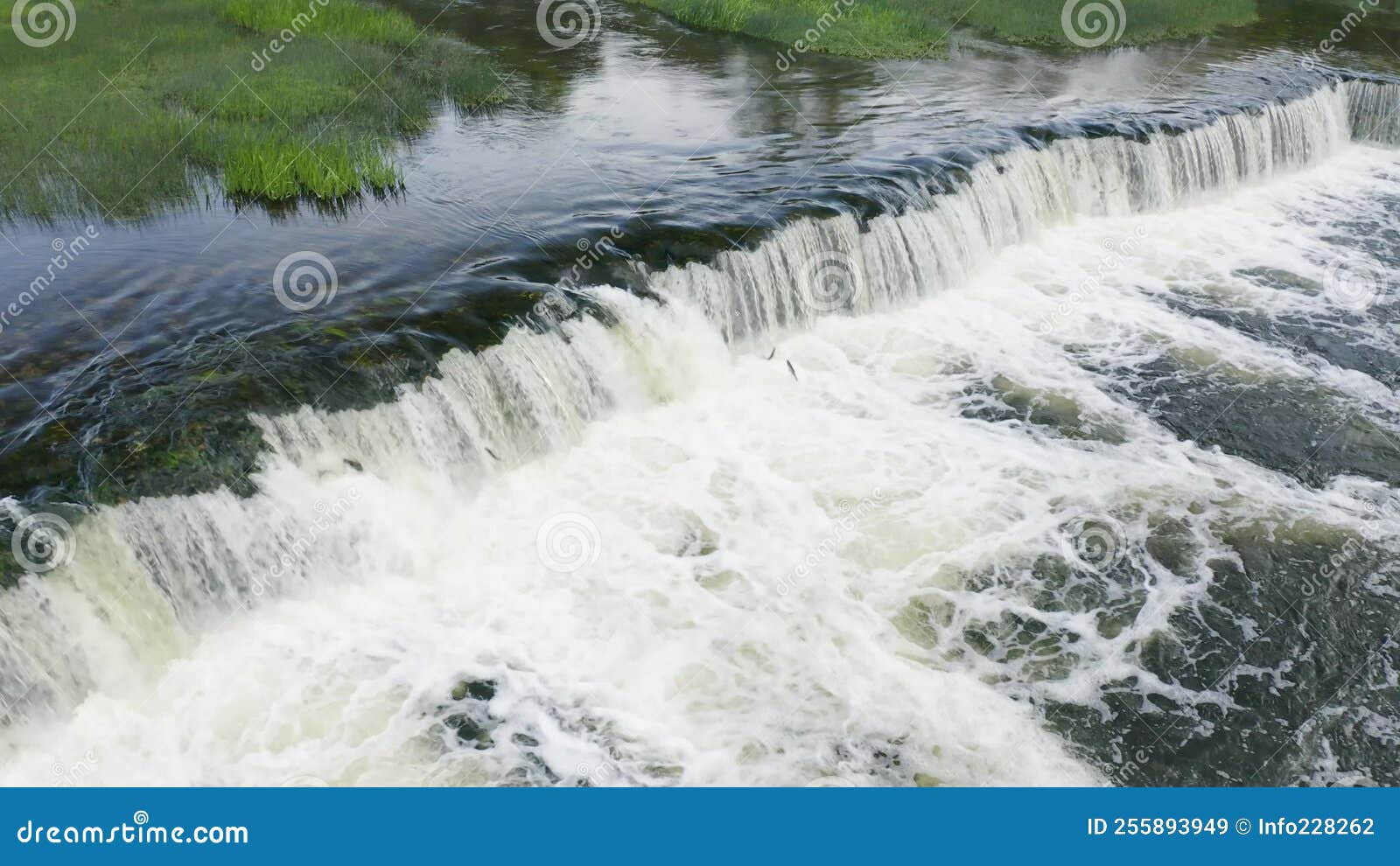 Atlantic Salmon Going Up a Whitewater River, Looking for the Stock ...