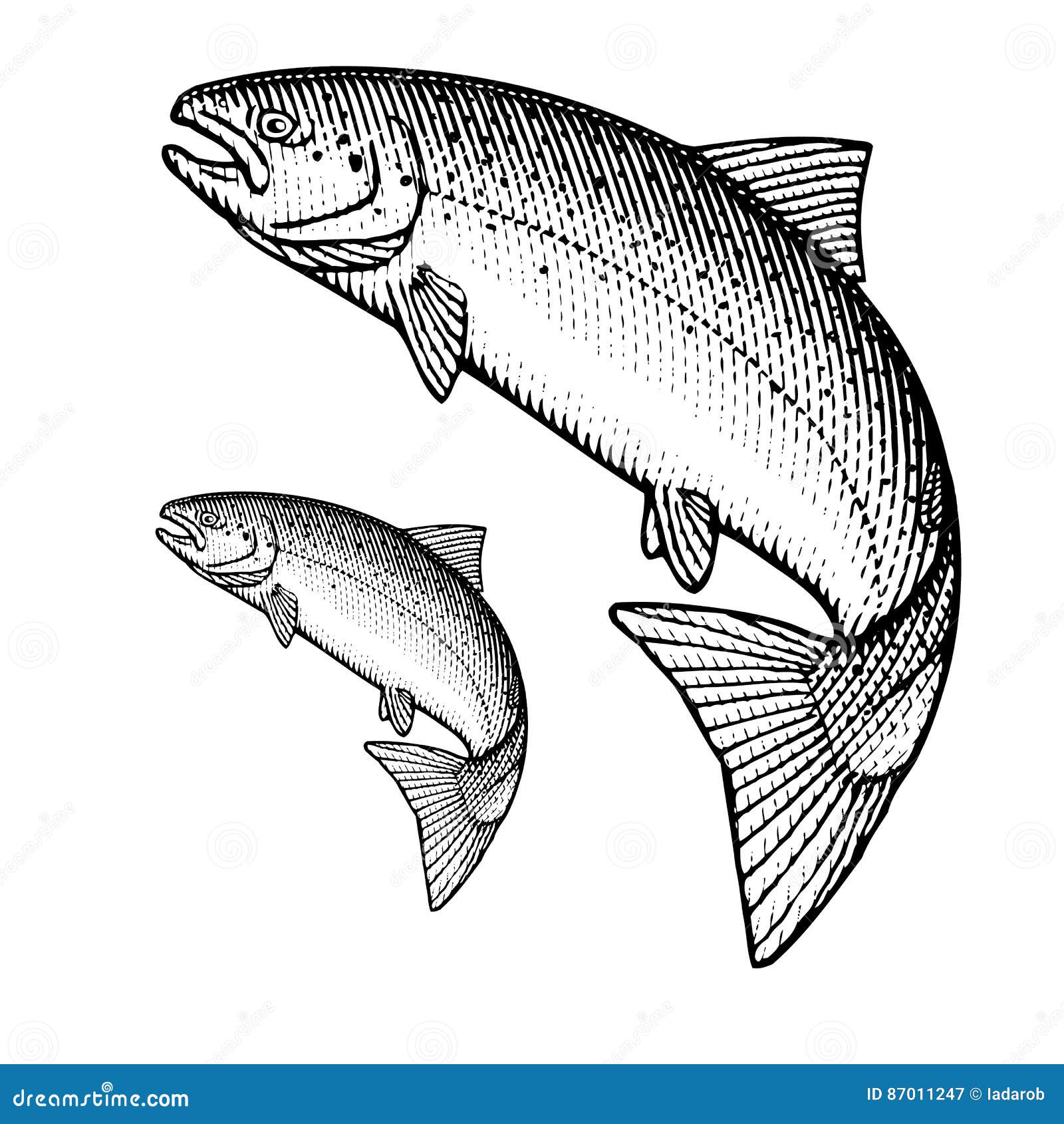 Atlantic Salmon Fish Vector Illustration Transparent Background Royalty ...