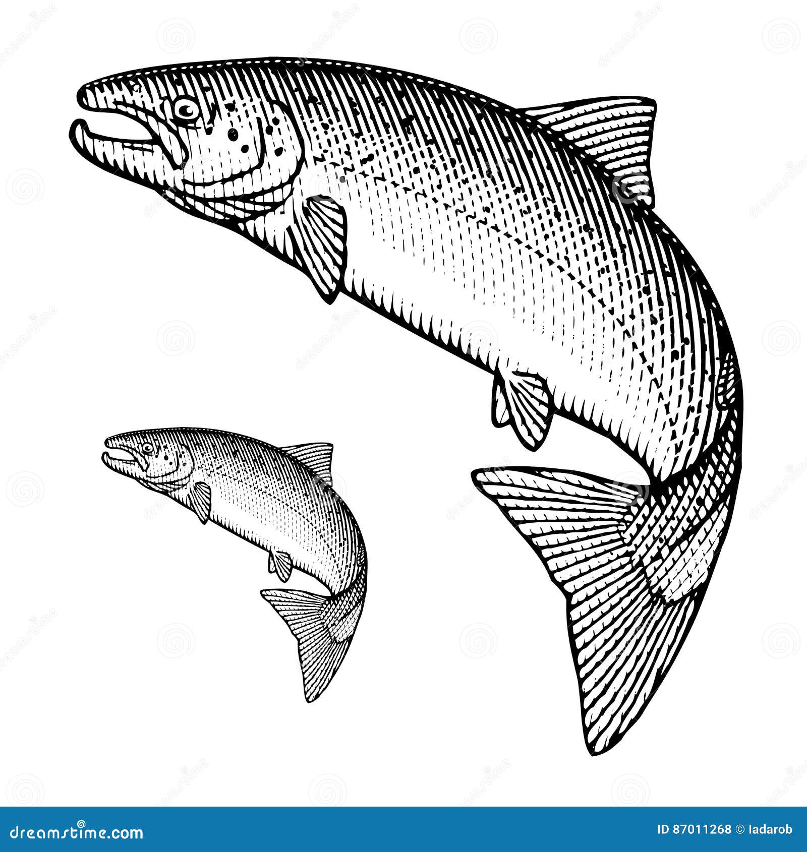 Atlantic Salmon stock vector. Illustration of etching - 87011268