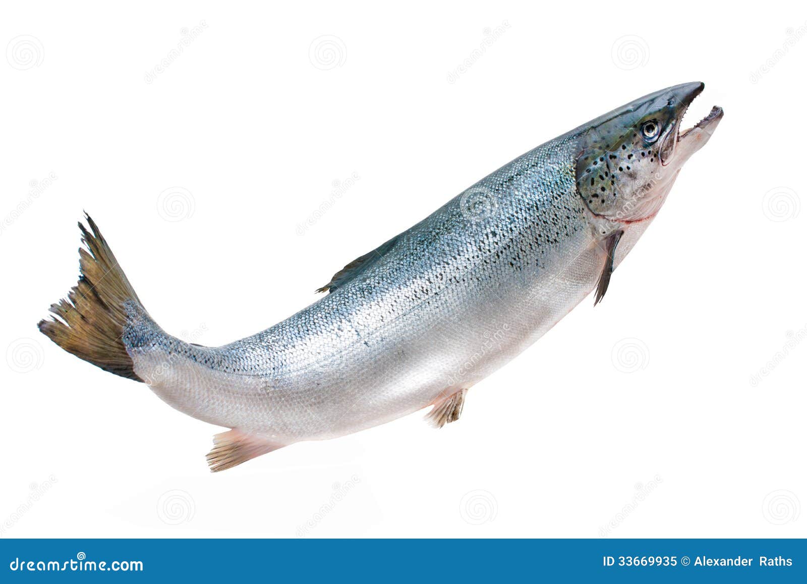 Atlantic salmon stock image. Image of diet, jump, animal - 33669935