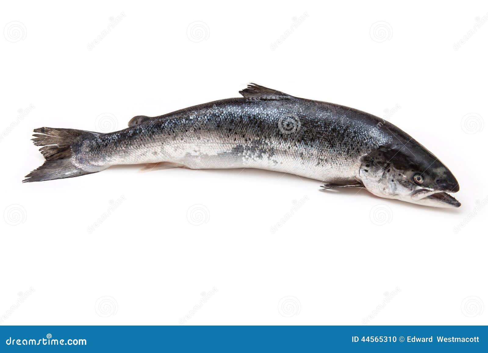 Atlantic Salmon (Salmo Solar) Whole Fish. Royalty-Free Stock Image ...