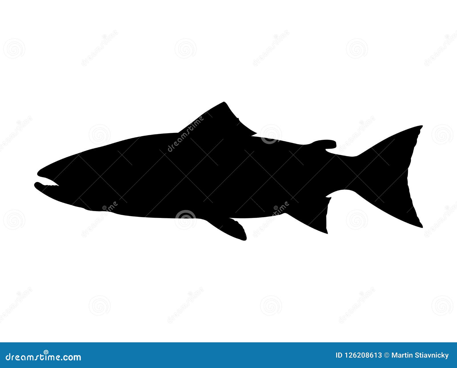 Atlantic Salmon Fish Vector Illustration Transparent Background Royalty ...