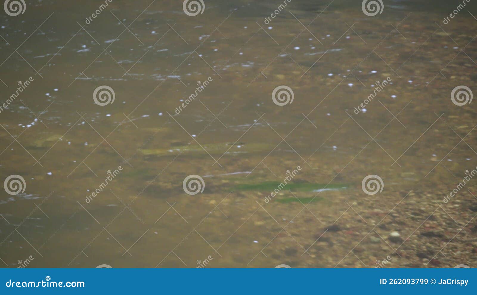 Atlantic Salmon Spawning in Shallow River Stream. Fish Nesting in Fresh ...