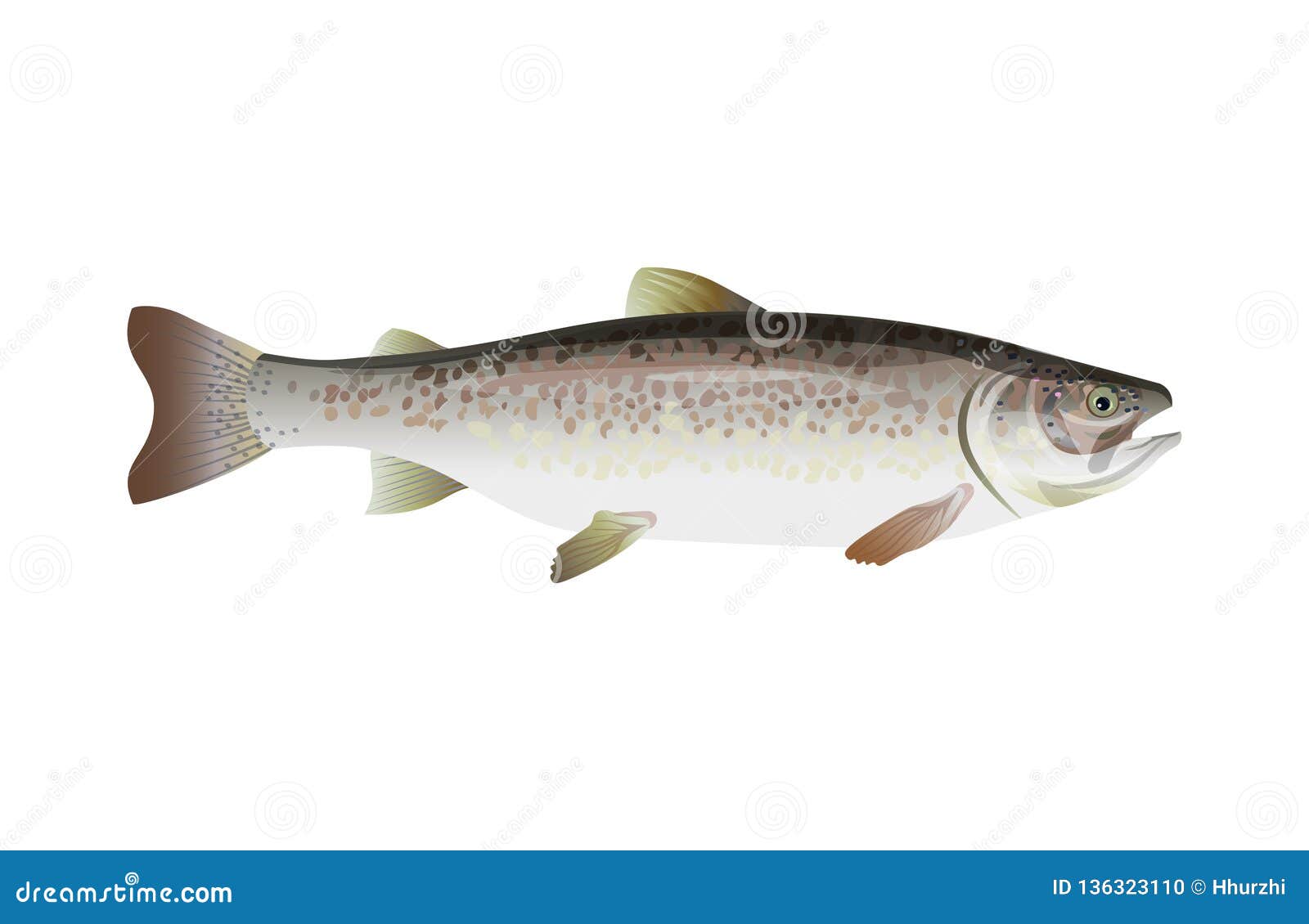 Atlantic Salmon Fish Vector Illustration Transparent Background Royalty ...