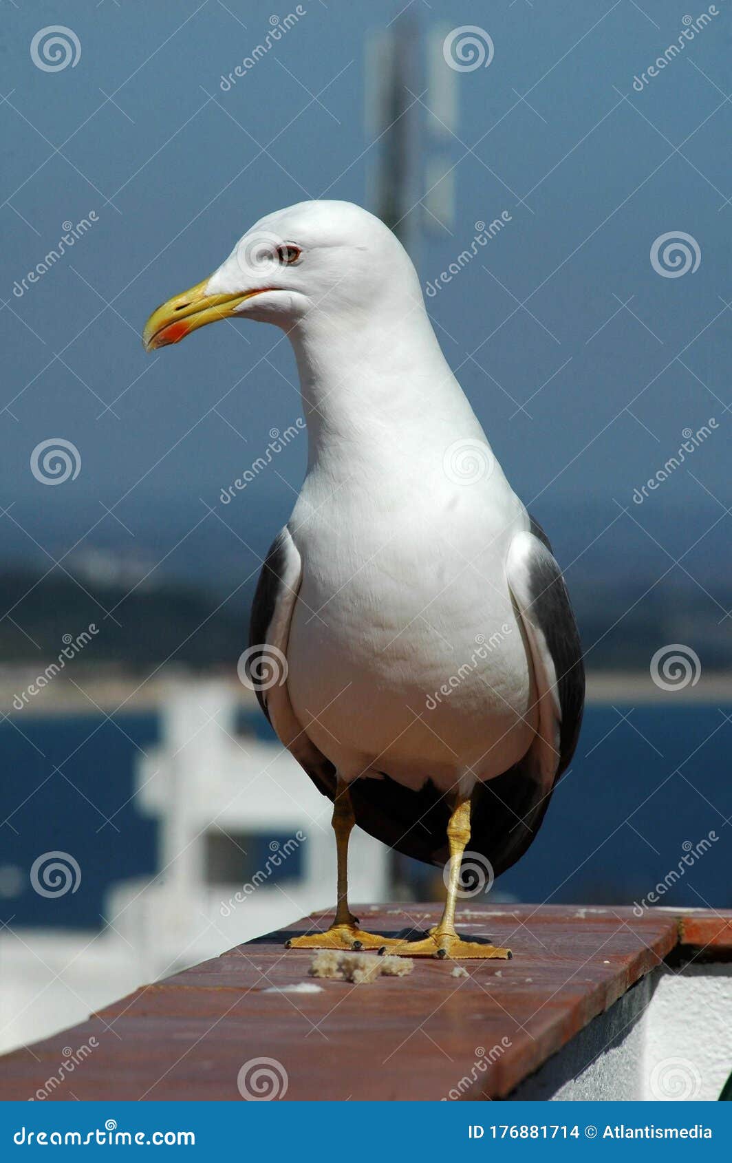 Atlantic Seagull in Front of the Harbor Stock Photo - Image of beak ...