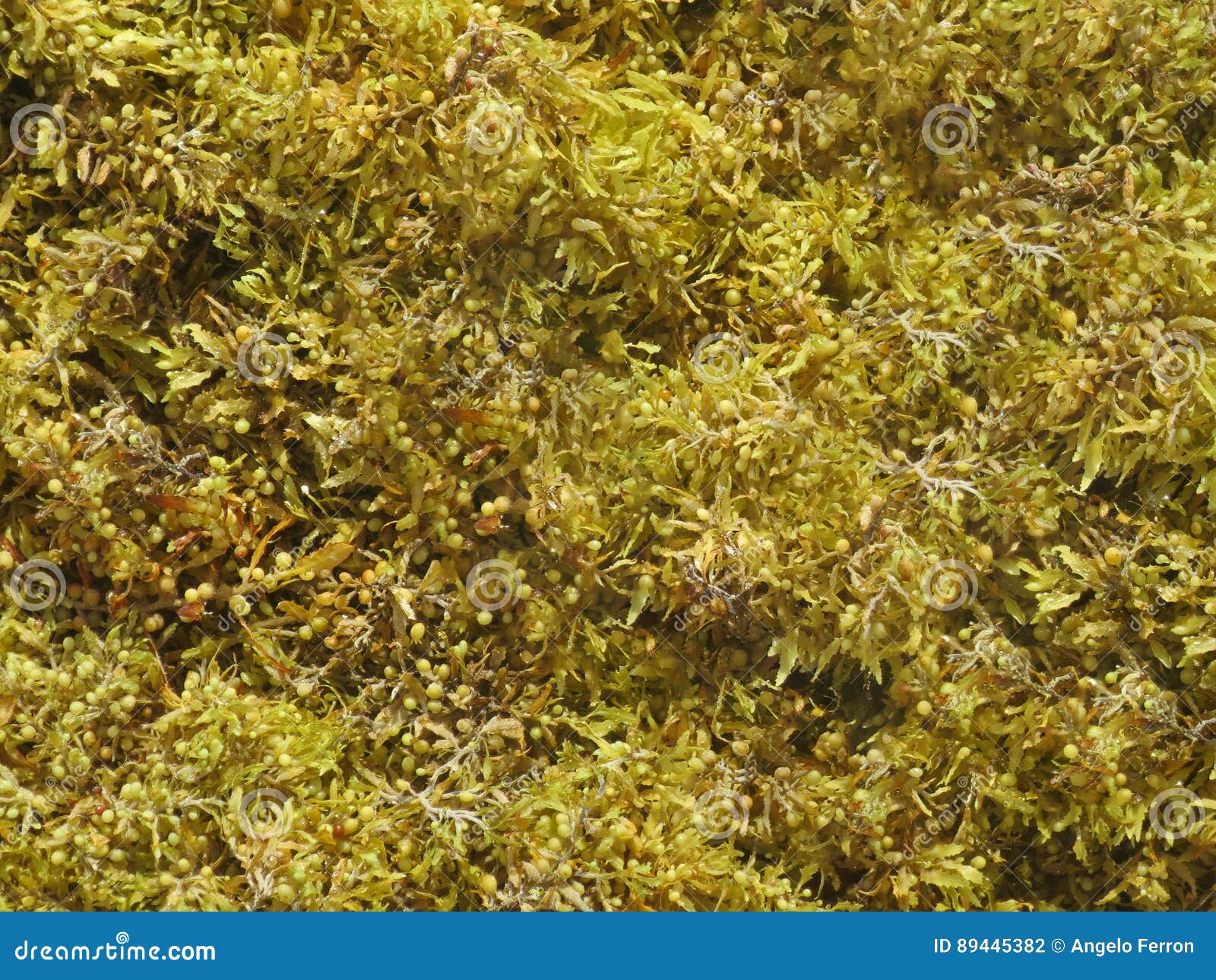 Atlantic Seaweed Stock Photos - Royalty Free Images