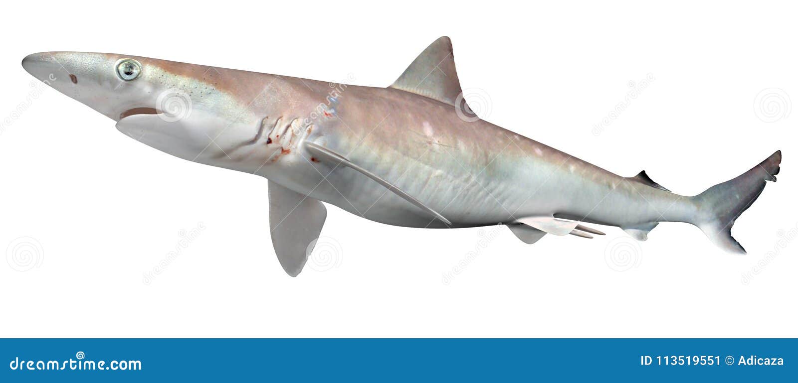 Atlantic Sharpnose Shark stock illustration. Illustration of crappie ...