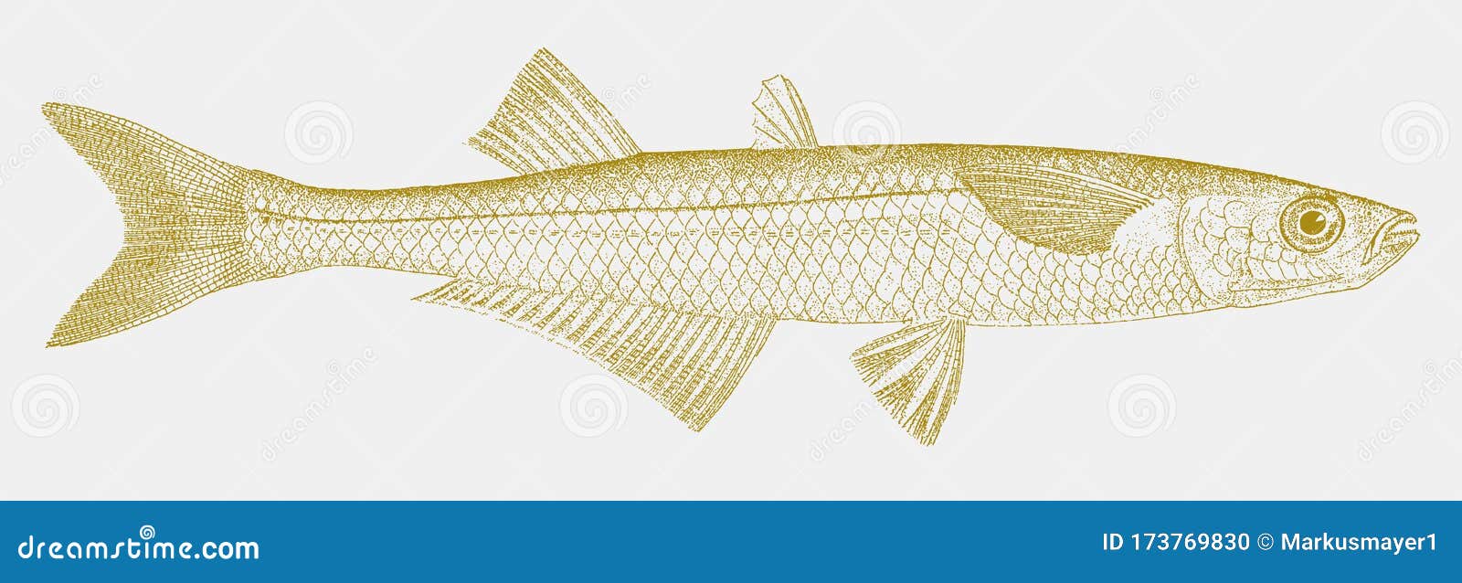 Atlantic Silverside Menidia, Marine Fish from the West Atlantic Ocean ...