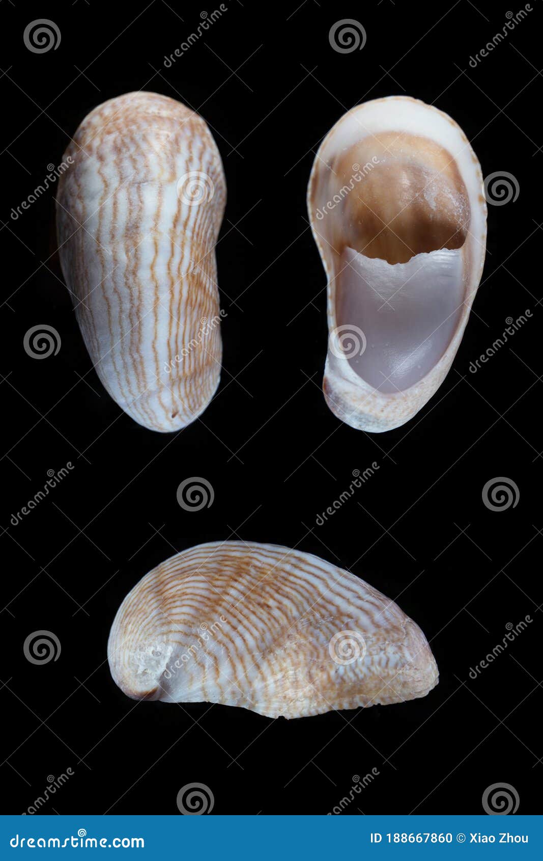 Atlantic Slipper Shell-Crepidula Fornicata Stock Photo - Image of ... Atlantic Slipper Shell-Crepidula Fornicata Stock Photo - Image of ...