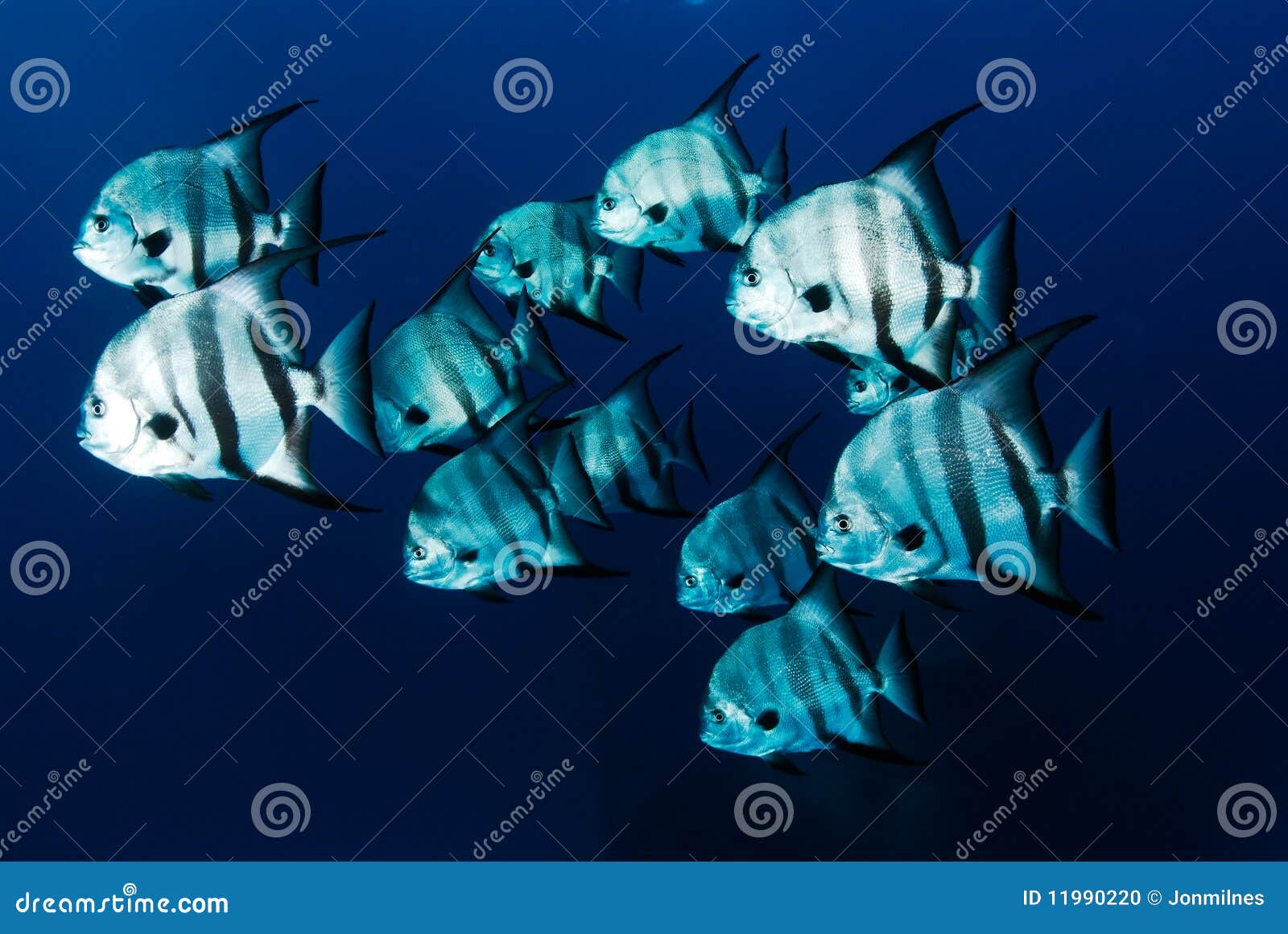 Atlantic Spade Fish Swimming Stock Photo - Image of wildlife, deep ...