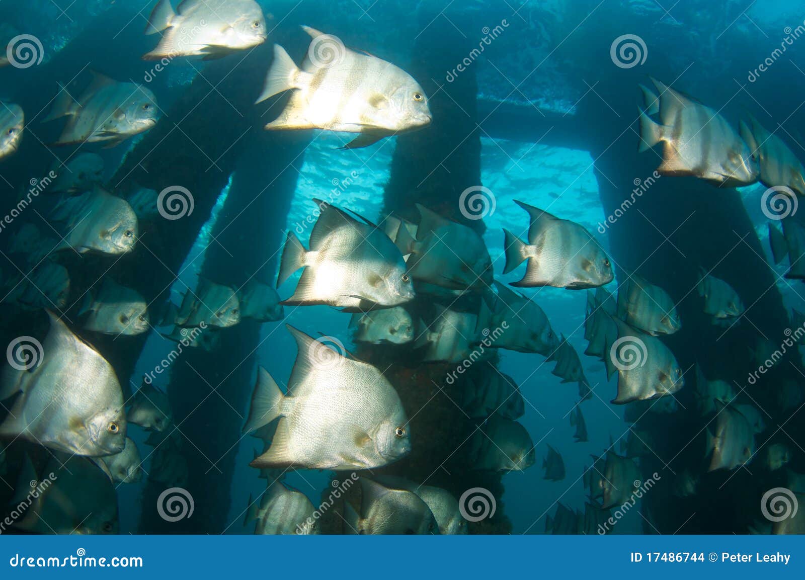 Atlantic Spadefish stock photo. Image of water, pacific - 17486744