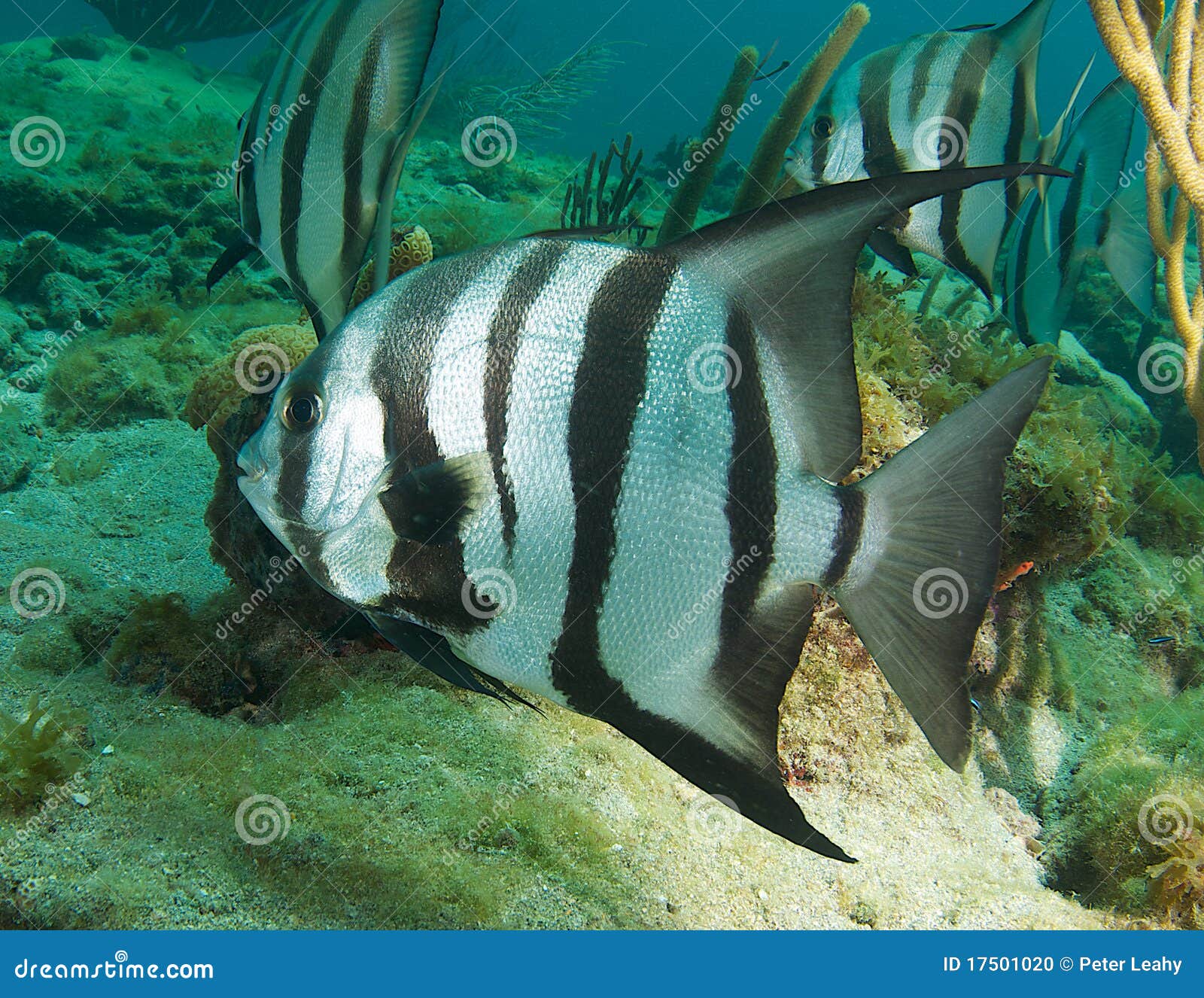 Atlantic Spadefish stock photo. Image of fins, atlantic - 17501020