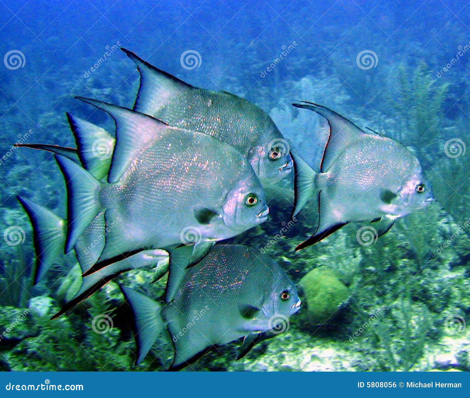 Atlantic Spadefish stock photo. Image of abstract, scuba - 5808056