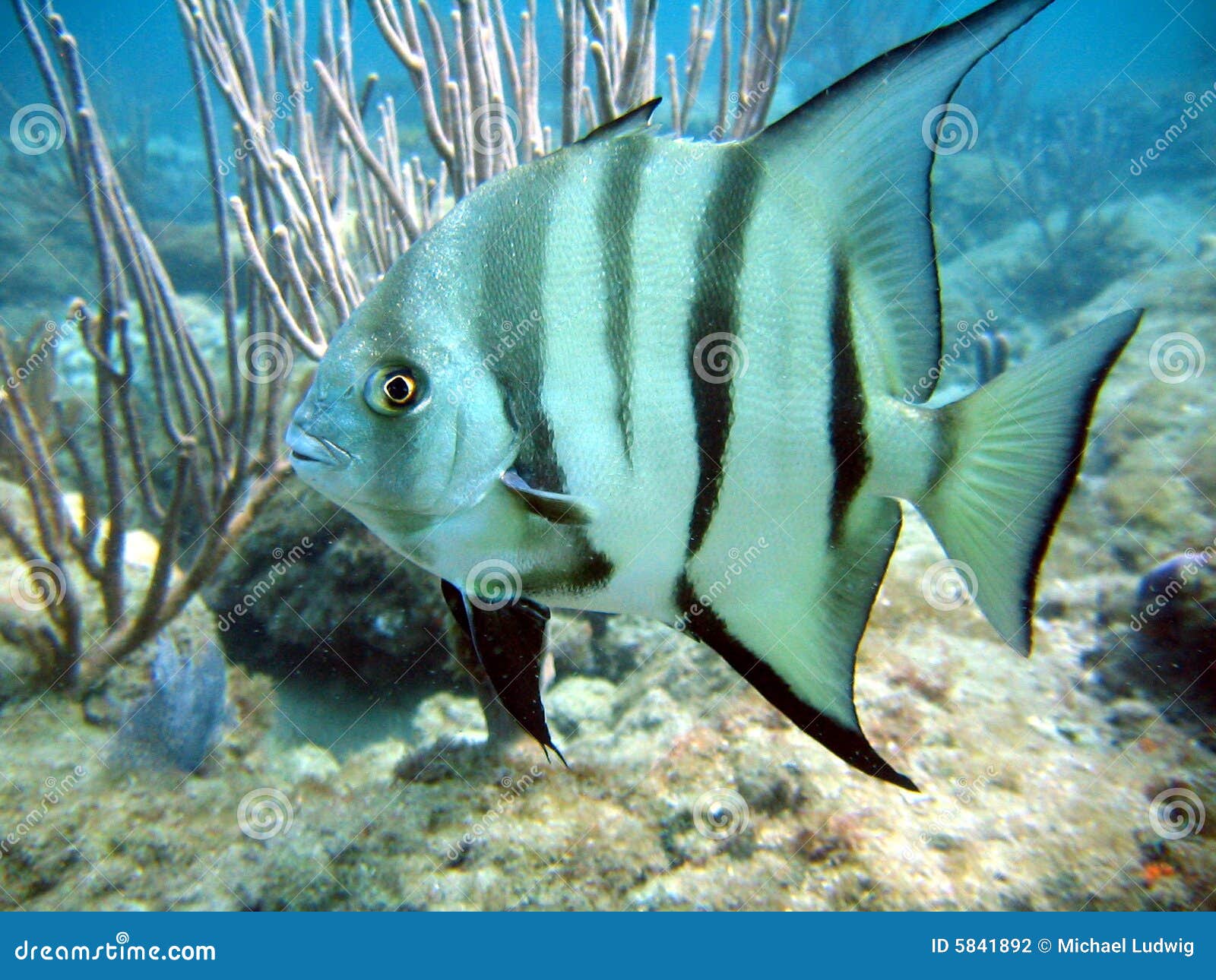 Atlantic Spadefish stock photo. Image of diver, atlantic - 5841892