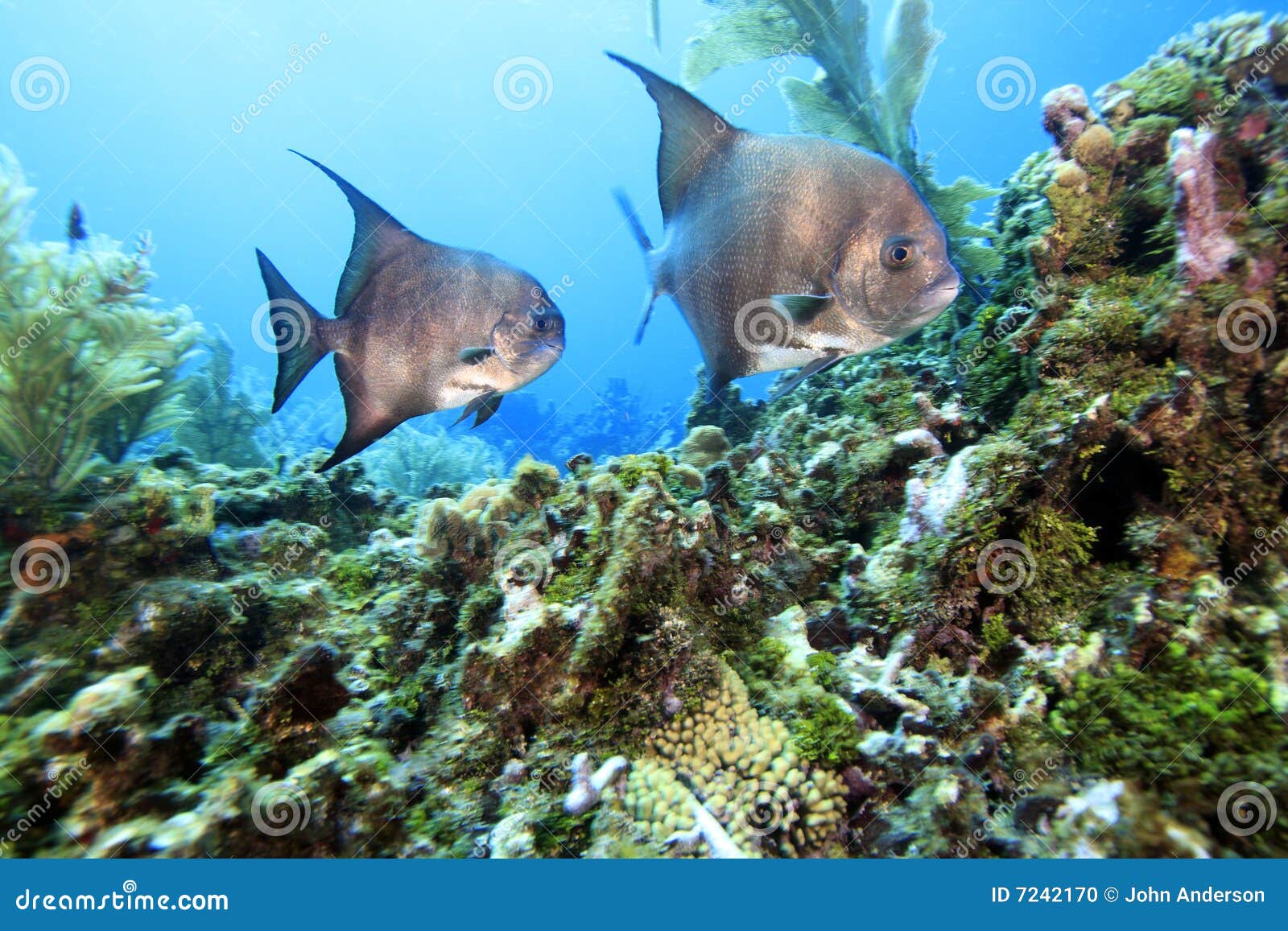 Atlantic Spadefish stock photo. Image of marine, reef - 7242170