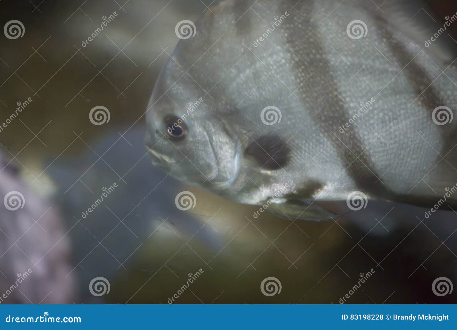 Atlantic Spadefish stock photo. Image of beauty, nature - 83198228