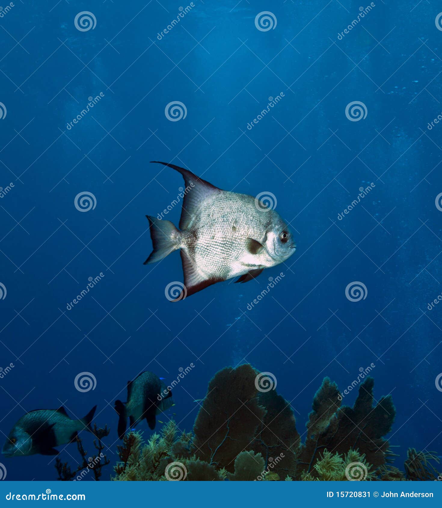 Atlantic Spadefish on Coral Reef Stock Image - Image of faber ...