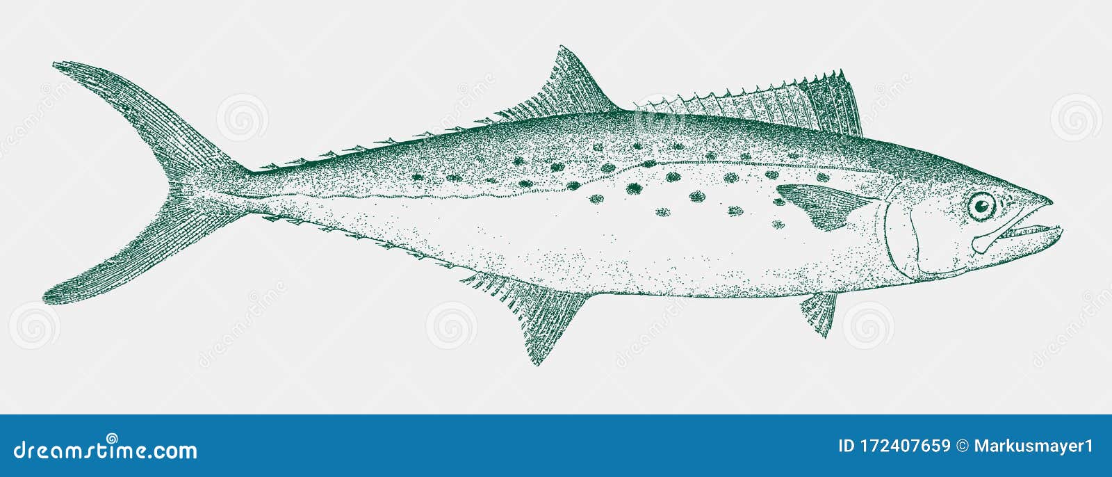 Atlantic Spanish Mackerel in Side View Stock Vector - Illustration of ...