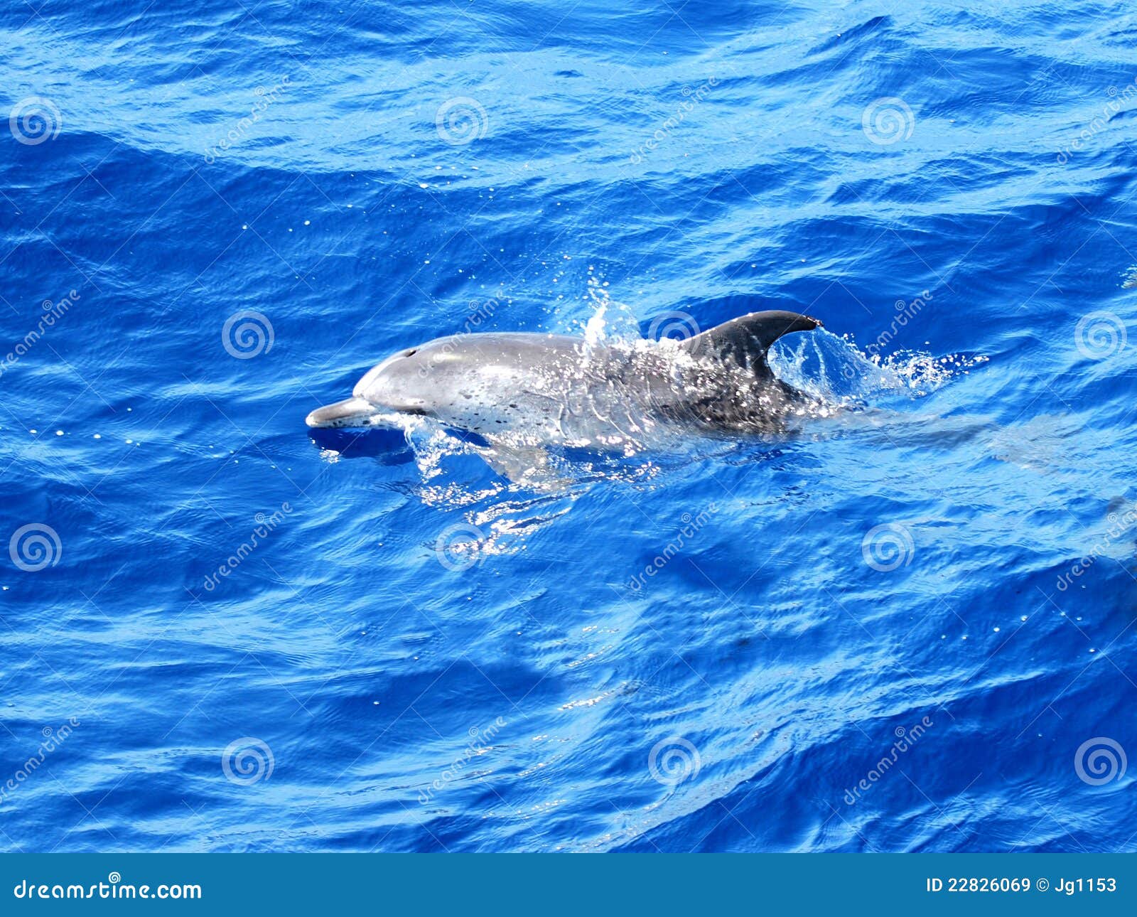 Atlantic Spotted Dolphin Royalty-Free Stock Photography | CartoonDealer ...