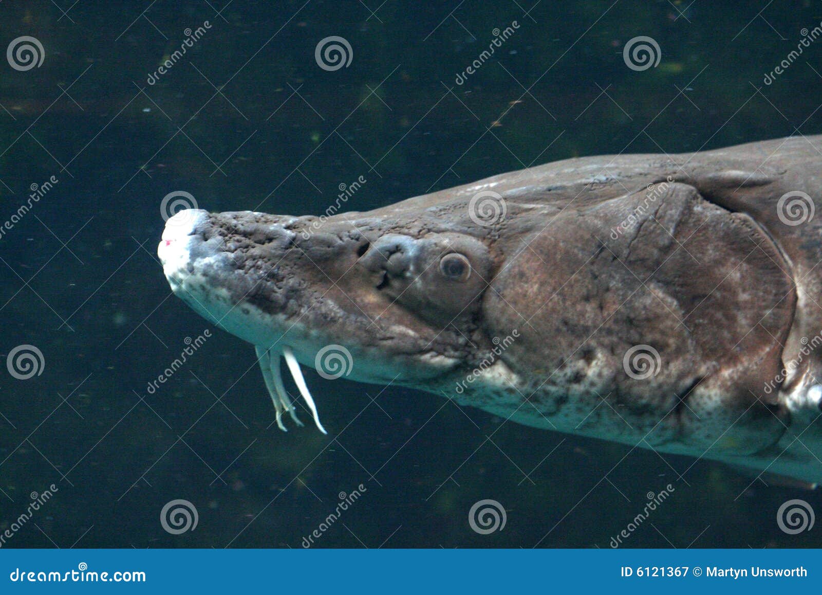 Atlantic sturgeon stock image. Image of river, caviar - 6121367