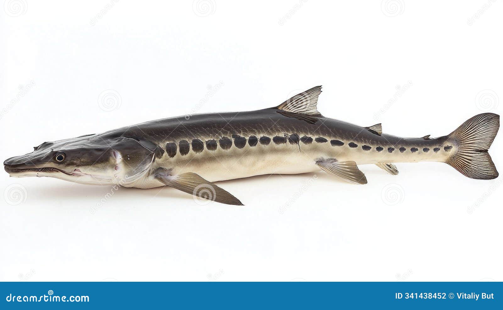 Atlantic Sturgeon is Displayed Isolated on a White Background ...