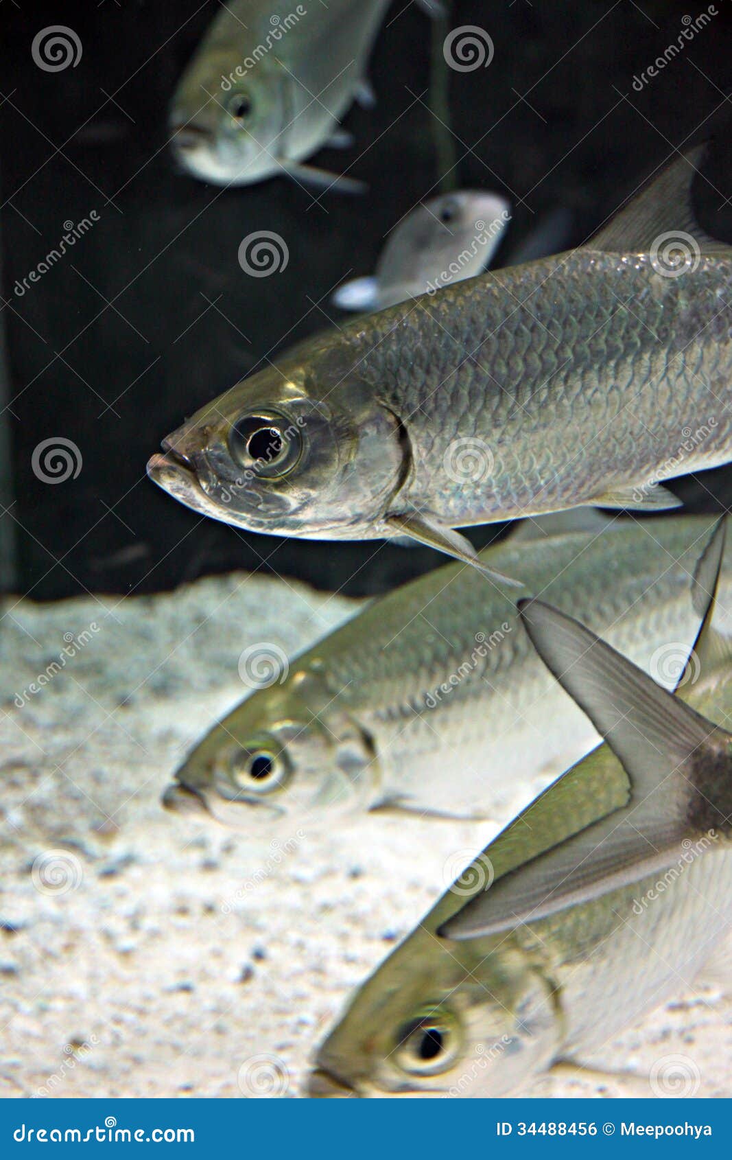 Atlantic Tarpon Fish in Aquarium. Stock Photo - Image of foods ...