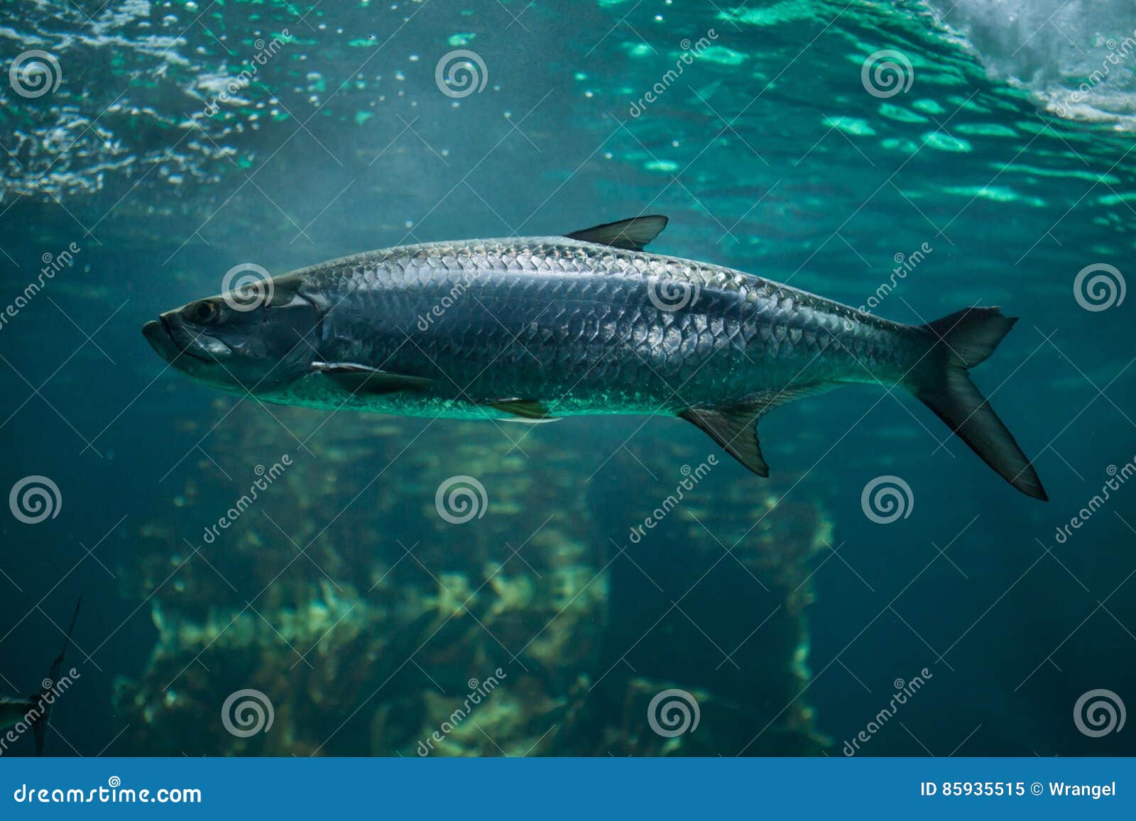 Atlantic Tarpon Megalops Atlanticus. Stock Image - Image of wild ...
