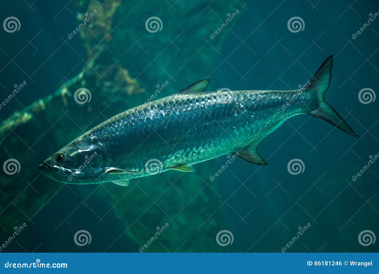Atlantic Tarpon Megalops Atlanticus. Stock Photo - Image of megalops ...