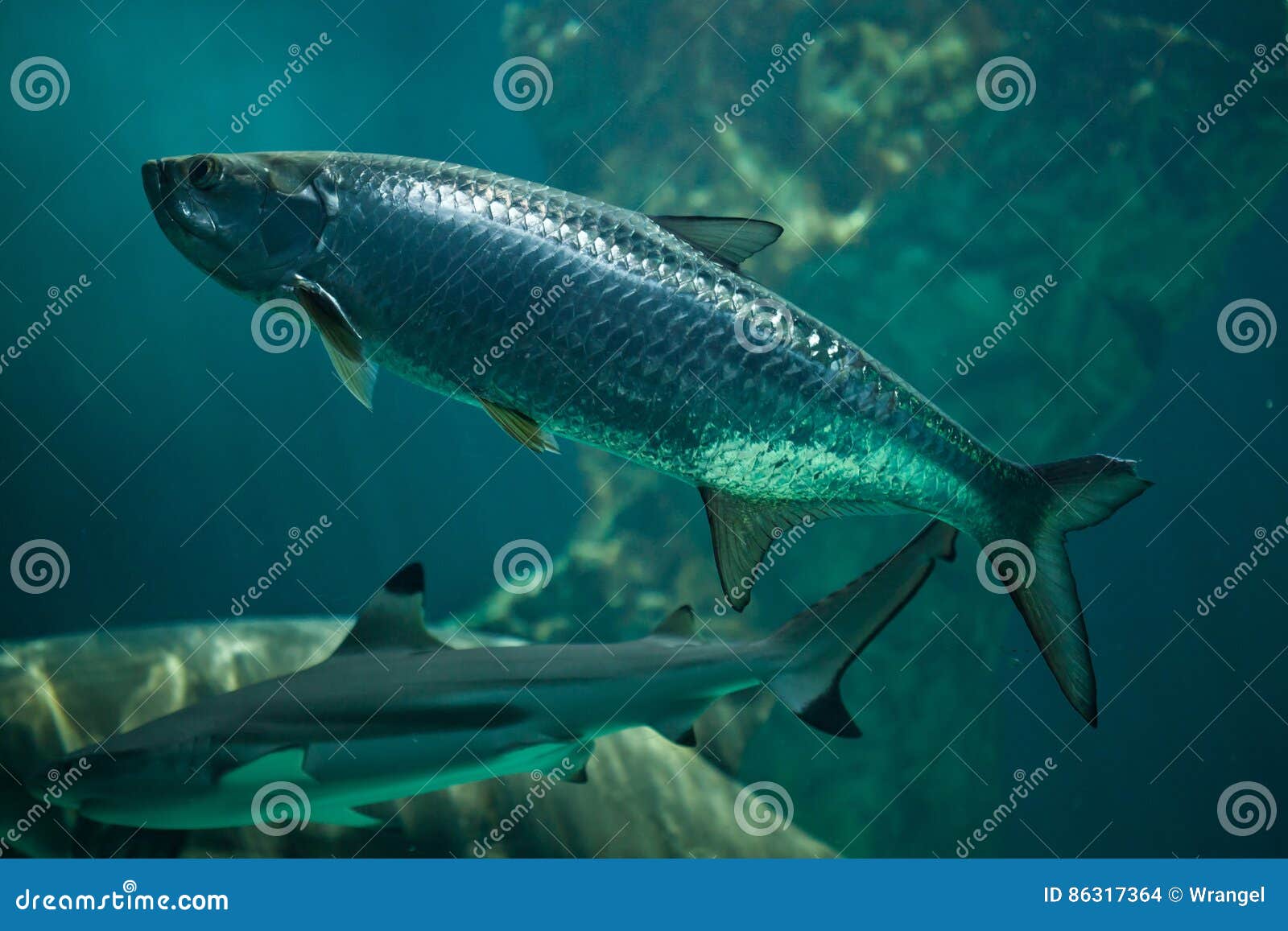 Atlantic Tarpon Megalops Atlanticus. Stock Photo - Image of wildlife ...