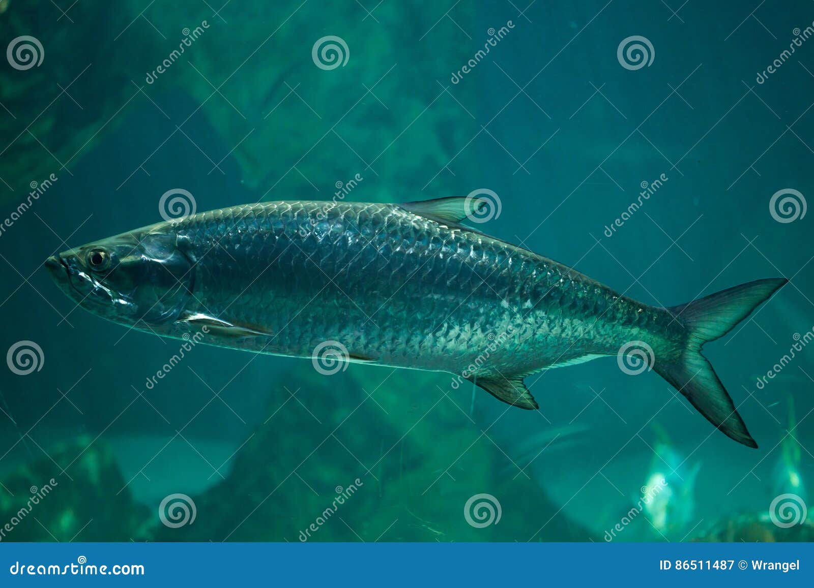 Atlantic Tarpon Megalops Atlanticus. Stock Image - Image of atlanticus ...