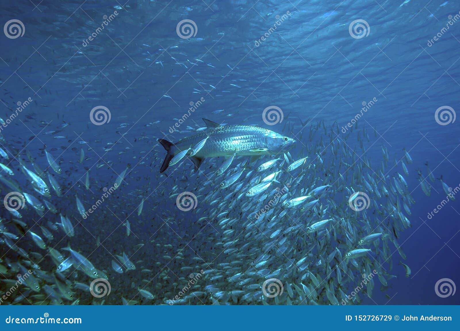 Atlantic Tarpon,Megalops Atlanticus Stock Image - Image of animal ...