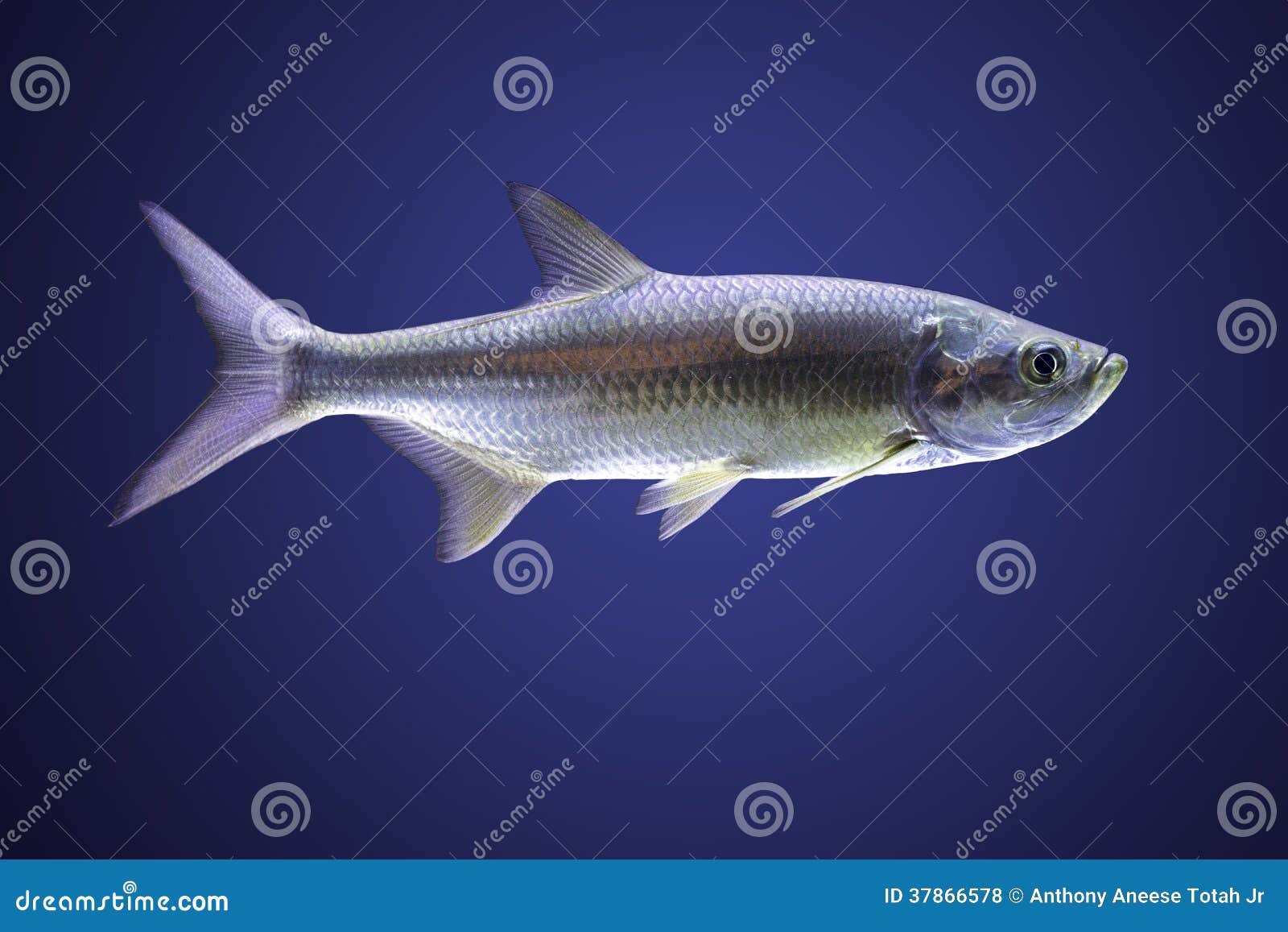 Atlantic Tarpon (Megalops Cyprinoides) Stock Photo - Image of ...
