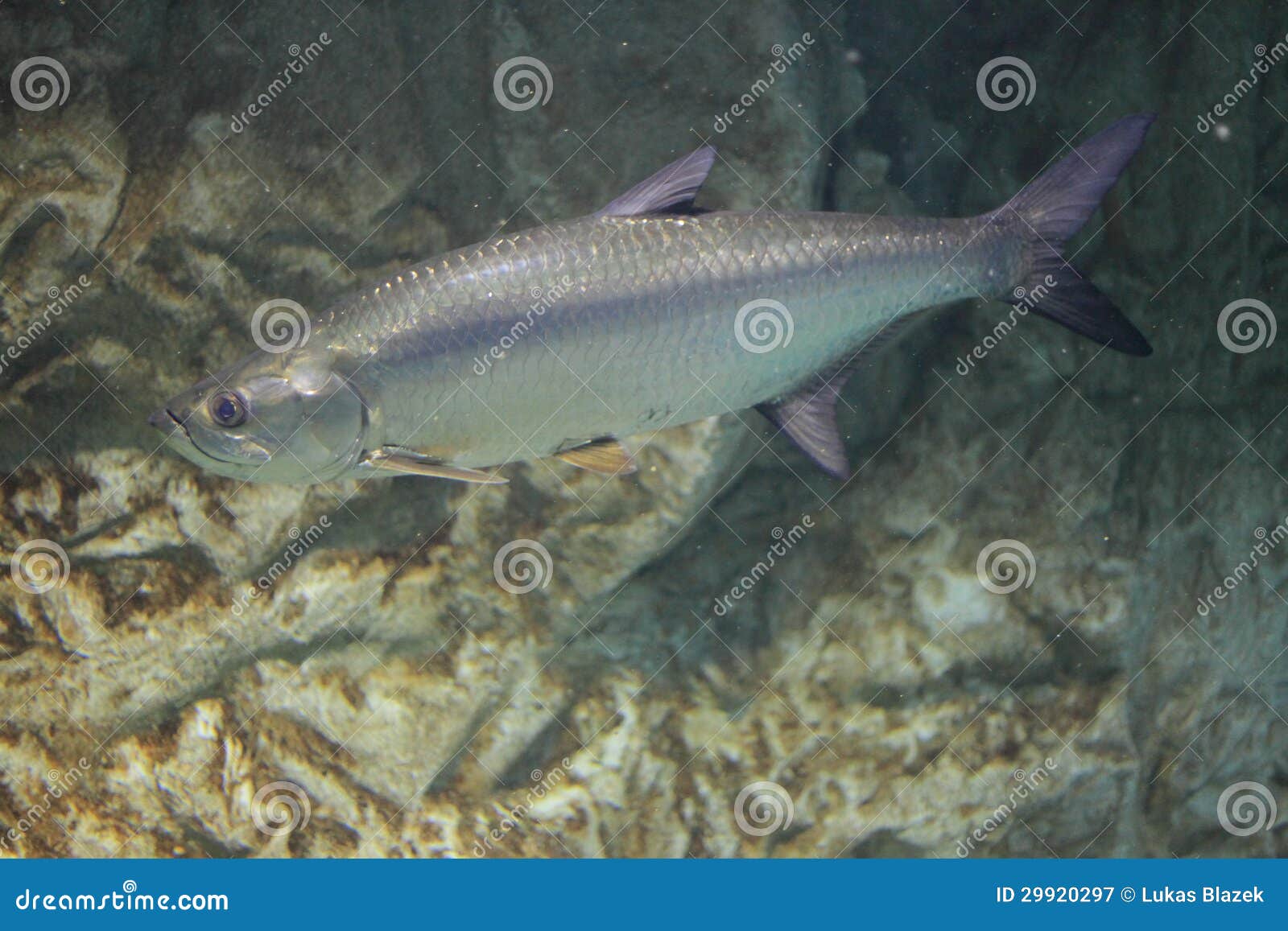 Atlantic tarpon stock image. Image of nature, megalops - 29920297