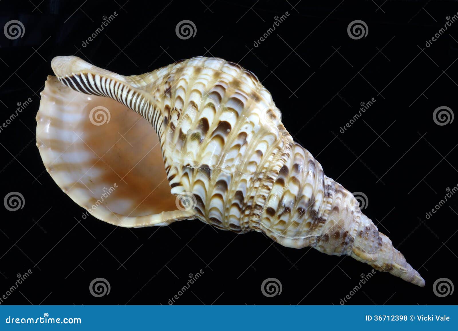 Atlantic Triton Shell (Charonia Variegata) Stock Photo | CartoonDealer ...