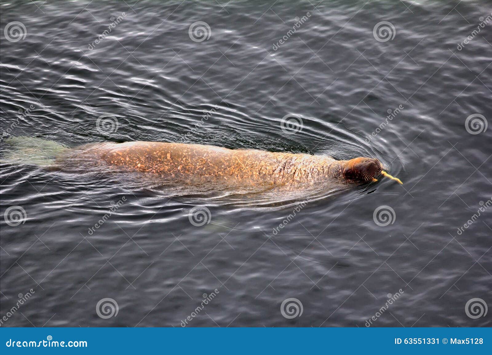 Atlantic Walrus in the Barents Sea Stock Image - Image of teeth, fins ...