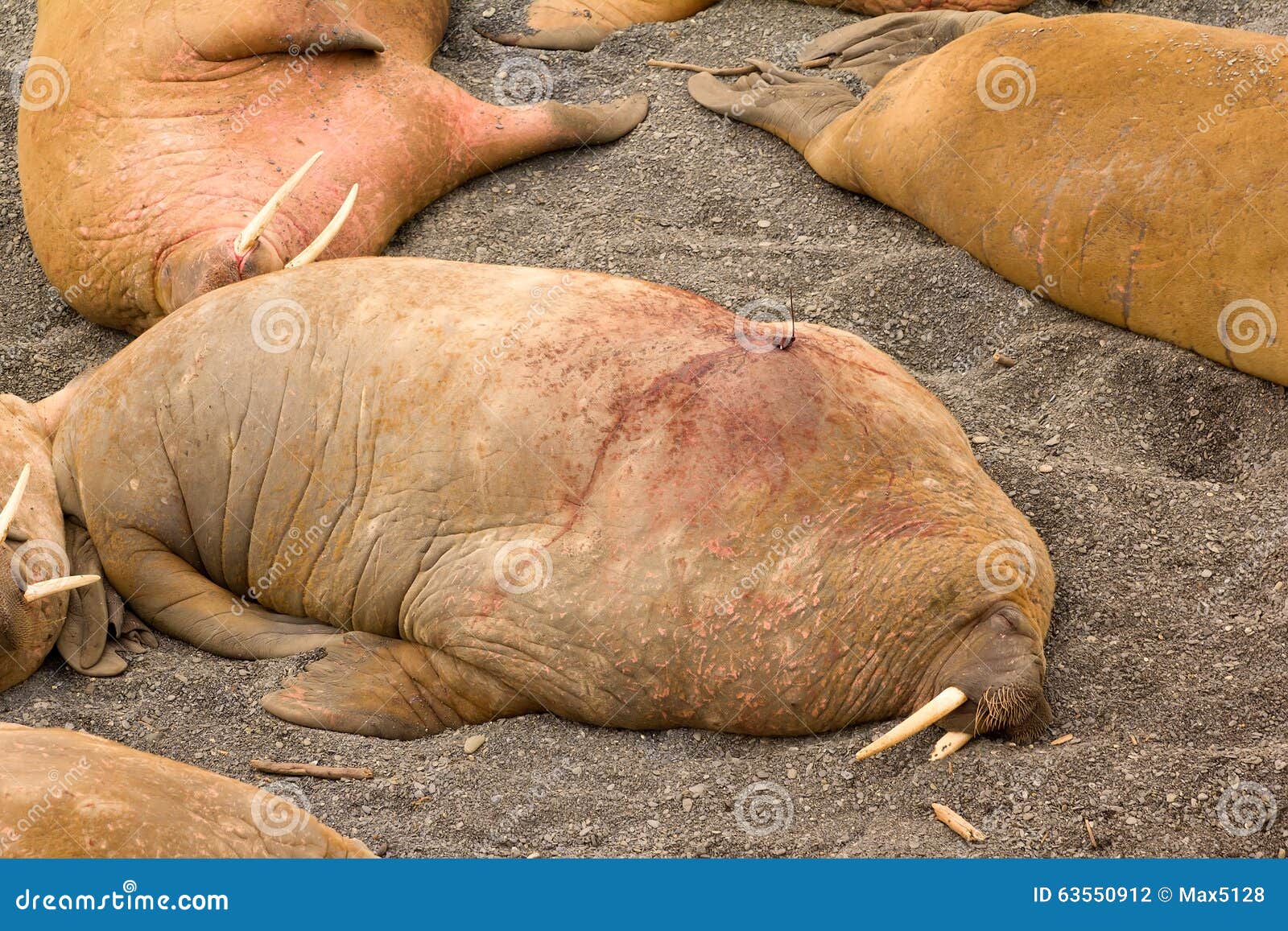 Atlantic Walrus Equipped with Satellite Transmitter Stock Photo - Image ...
