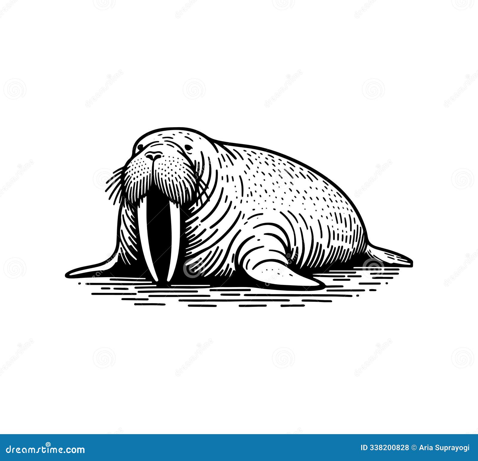 Atlantic Walrus Hand Drawn Vector Illustration Stock Illustration ...